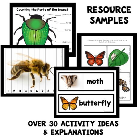 Insects Theme Preschool Classroom Lesson Plans - Preschool Teacher 101