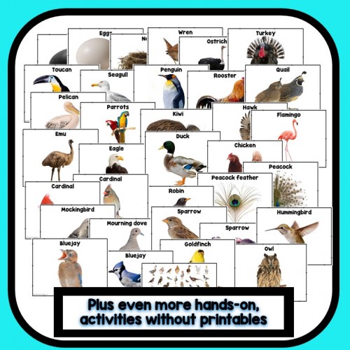 Bird Theme Preschool Classroom Lesson Plans - Preschool Teacher 101