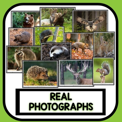 Forest Theme Preschool Classroom Lesson Plans - Preschool Teacher 101